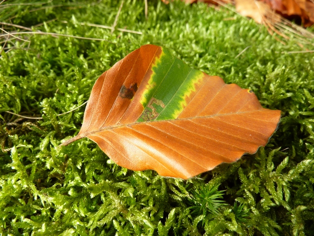 Bladmineerders – Natuurvereniging IJsselmonde