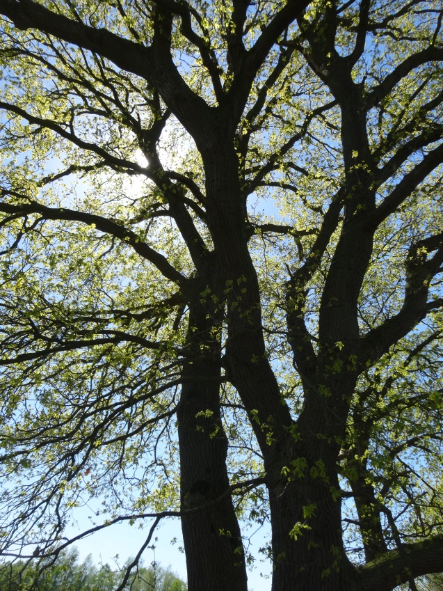 Twee bomen vormen samen 1 kroon – Natuurvereniging IJsselmonde