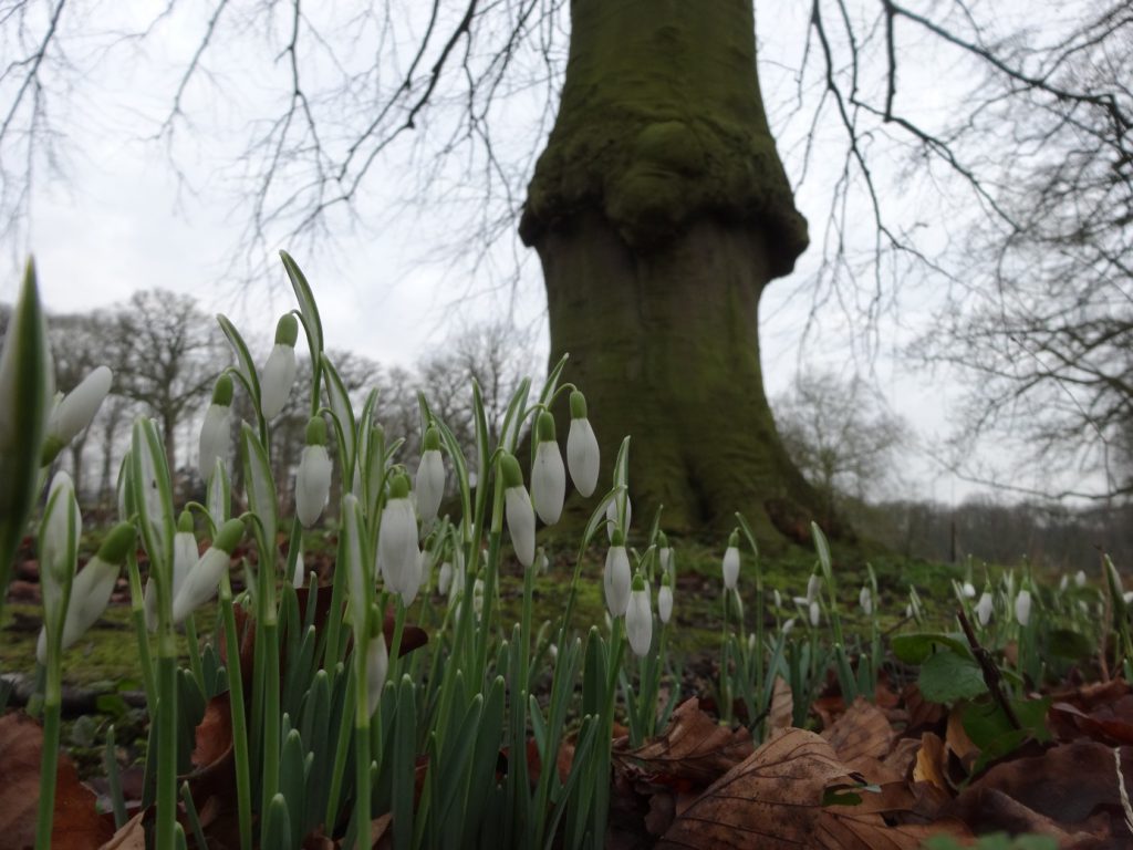 Over het hoe en waarom van enten.. – Natuurvereniging IJsselmonde