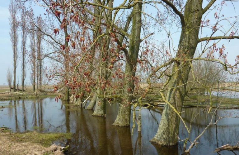Een bruikbare boom die Populier – Natuurvereniging IJsselmonde