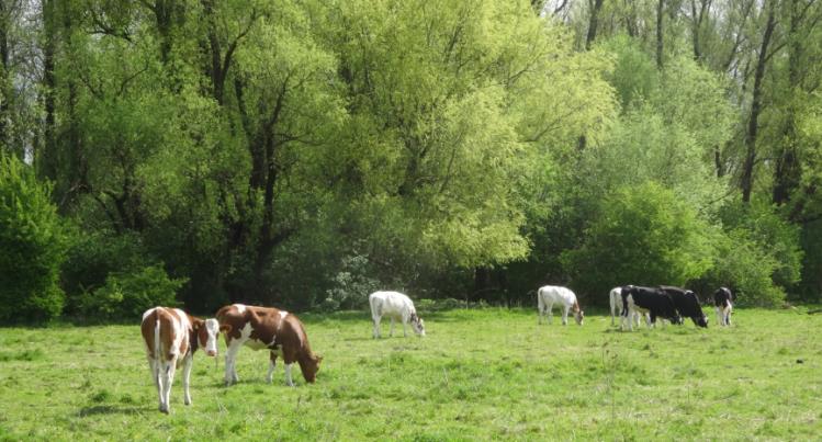 Verkenning van natuurgebied De Zaag (5.4 km) – Natuurvereniging IJsselmonde
