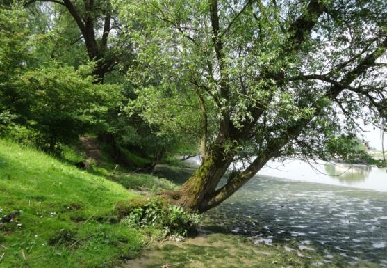 Verkenning van natuurgebied De Zaag (5.4 km) – Natuurvereniging IJsselmonde