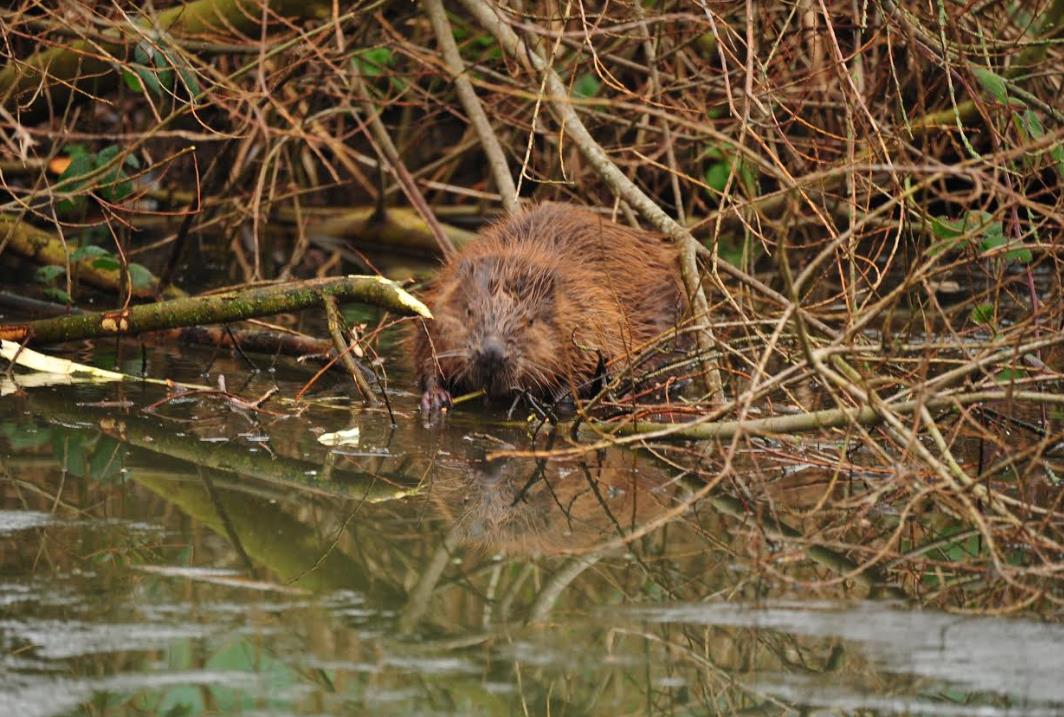 Bever presentatie – Natuurvereniging IJsselmonde