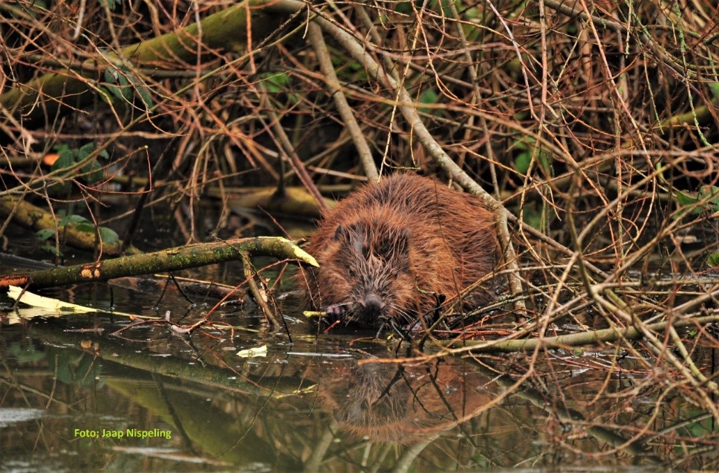 Bever als Tuinvriend – Natuurvereniging IJsselmonde