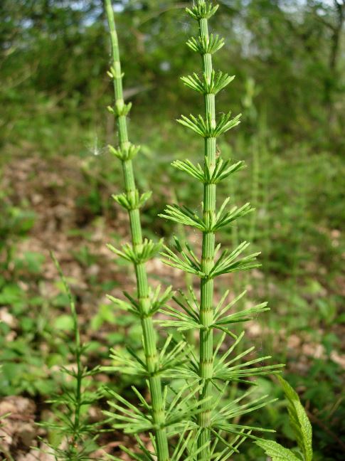 Voorjaarwandeling in het Gorzenpark – Natuurvereniging IJsselmonde
