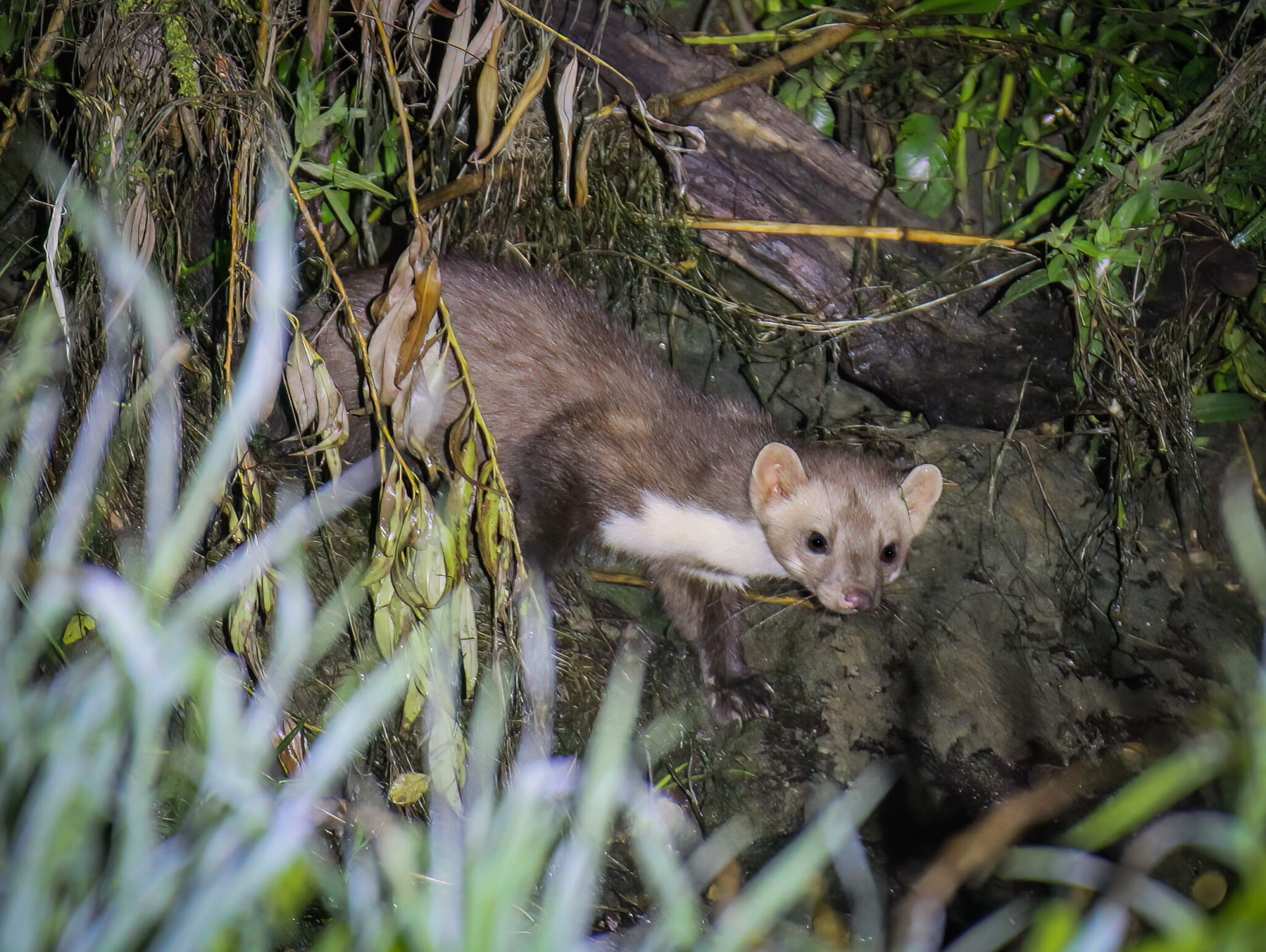 Steenmarters zijn weer terug – Natuurvereniging IJsselmonde